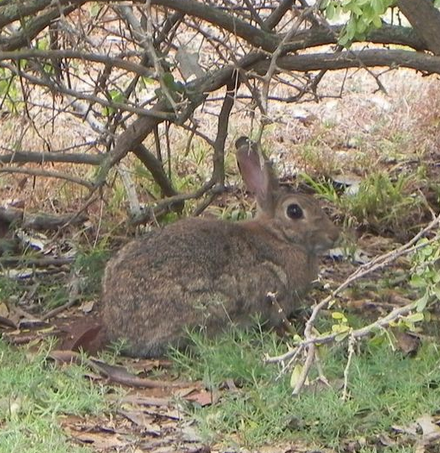 Vermin Control - Aus Eco Solutions