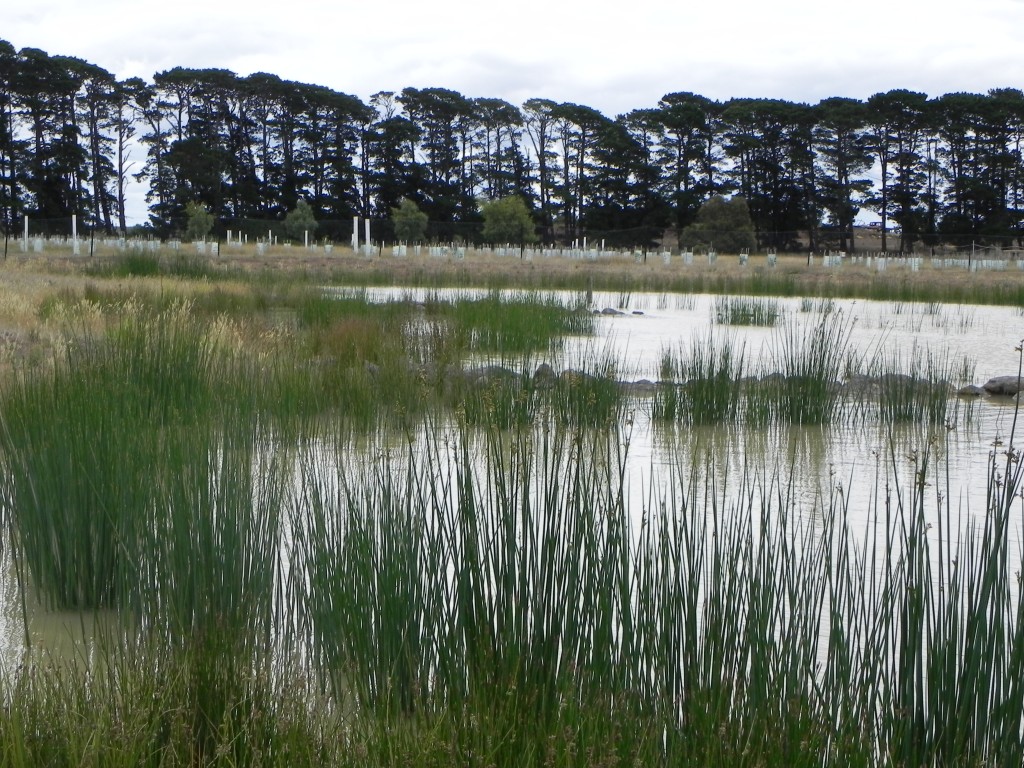 Native Wetland Construction - Aus Eco Solutions