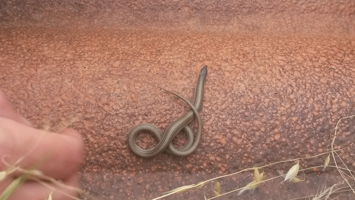 Critically endangered species management for the Boral Northern ...