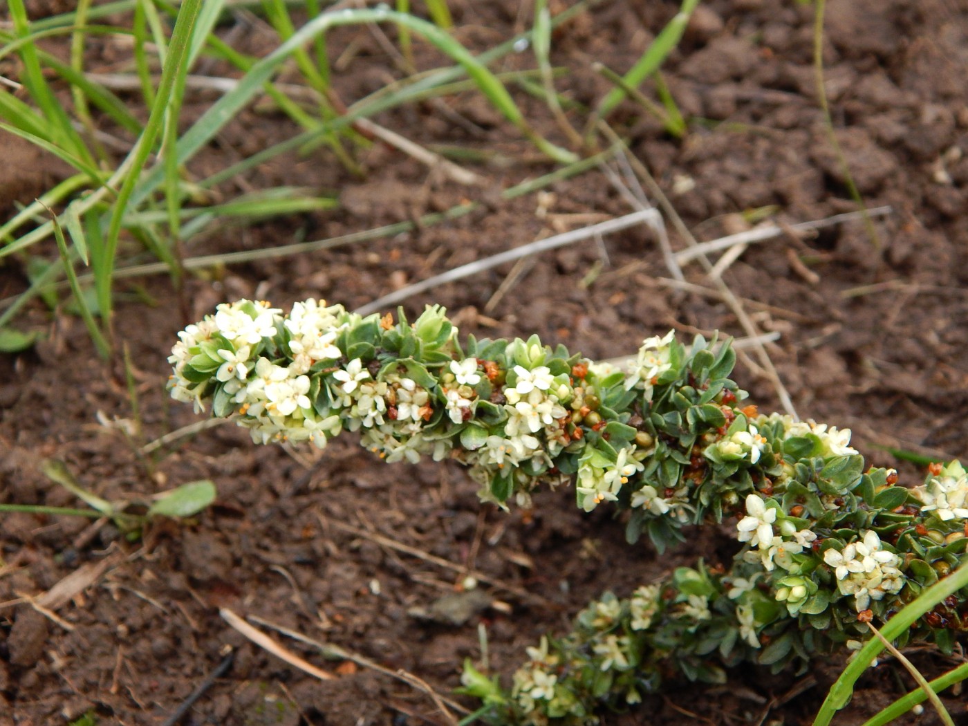 Rice flower 1 - Aus Eco Solutions
