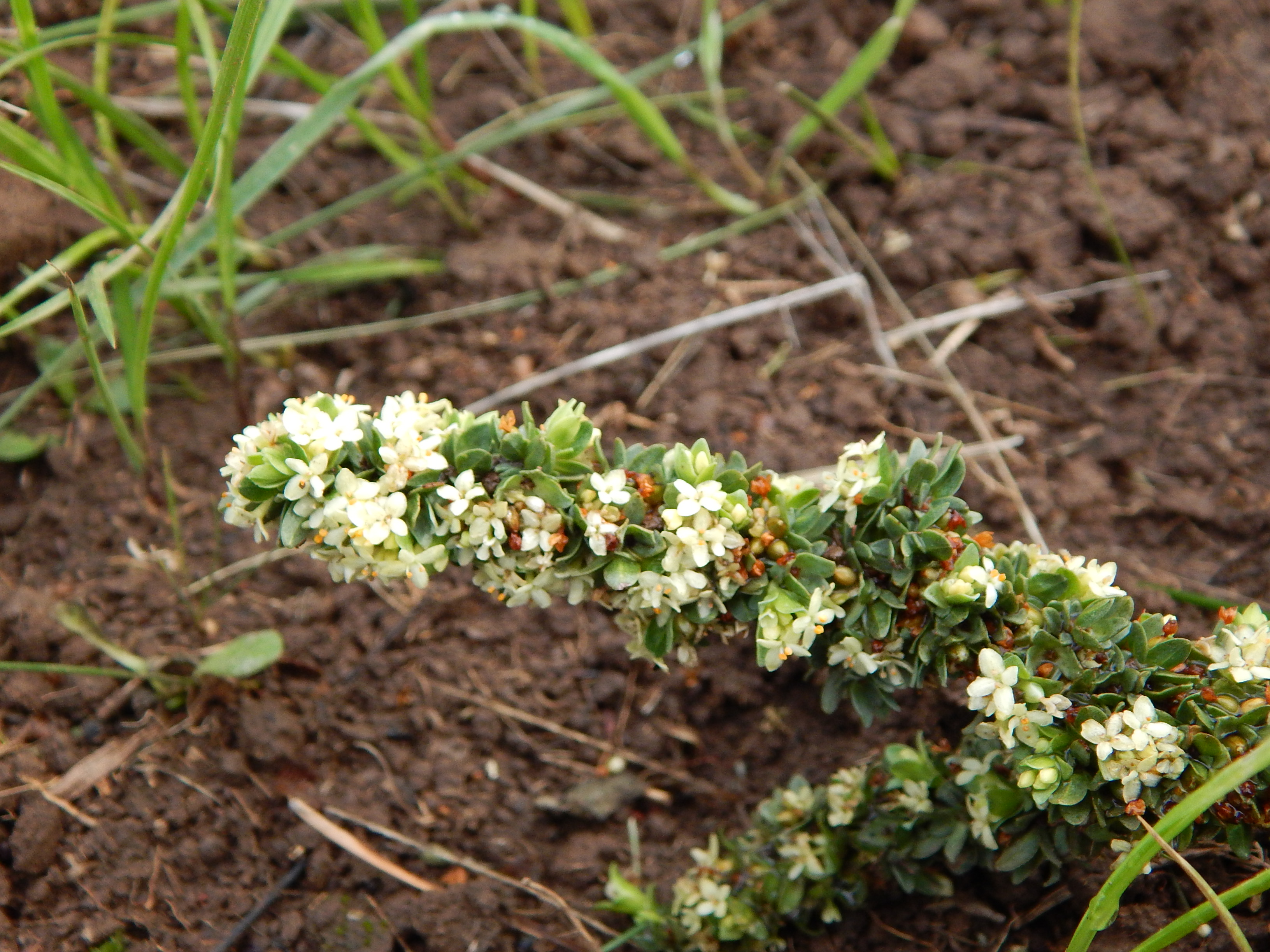 Critically endangered species management for the Boral Northern ...