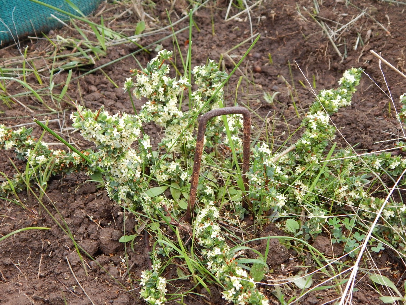 Rice flower 3 - Aus Eco Solutions
