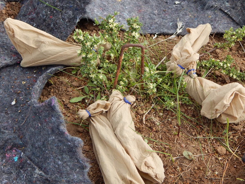 Spiny Rice Flower 2 - Aus Eco Solutions