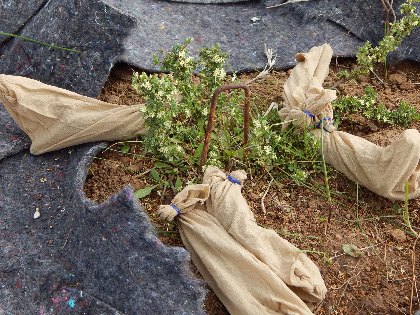 Critically endangered species management for the Boral Northern ...