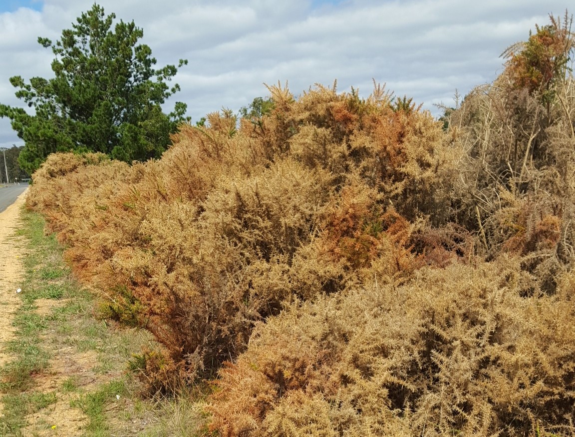 Gorse Weed Control - Aus Eco Solutions