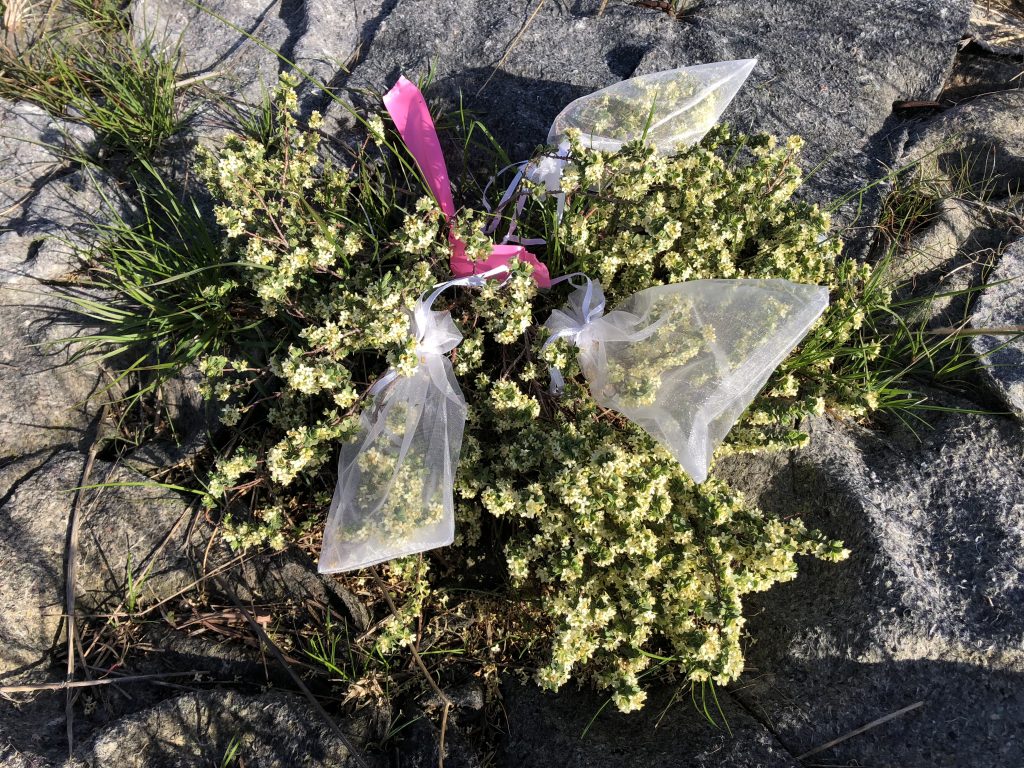 Spiny Rice-flower Seed Collection - Aus Eco Solutions Spiny Rice-flower