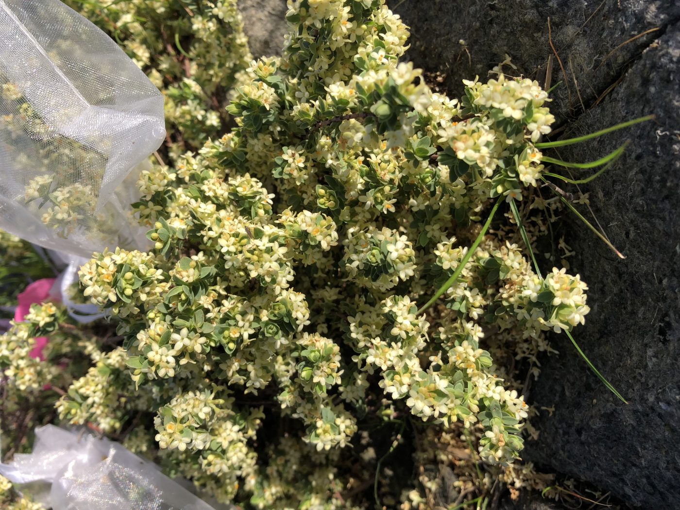 Spiny Rice-flower Seed Collection - Aus Eco Solutions Spiny Rice-flower