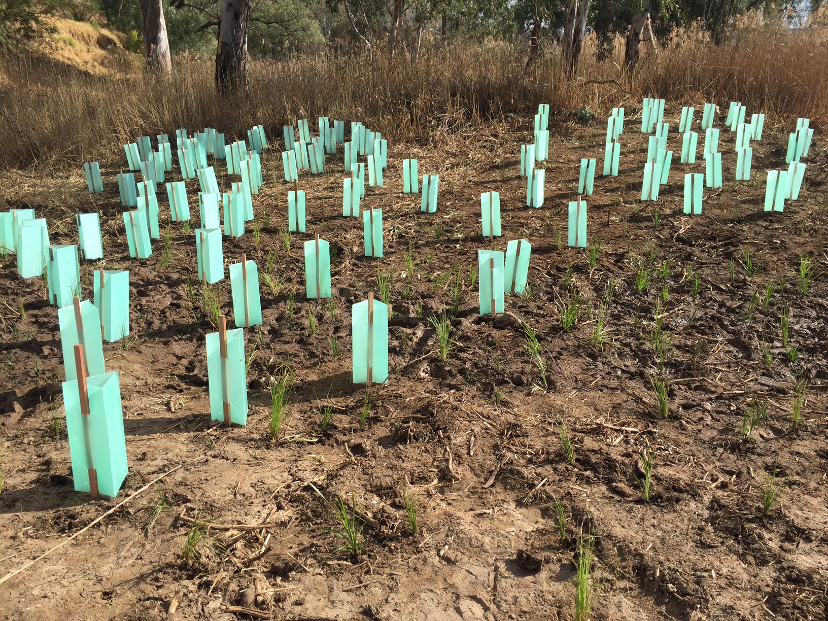 Werribee River Revegetation Project - Aus Eco Solutions