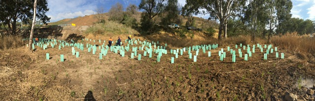 Werribee River Revegetation Project - Aus Eco Solutions