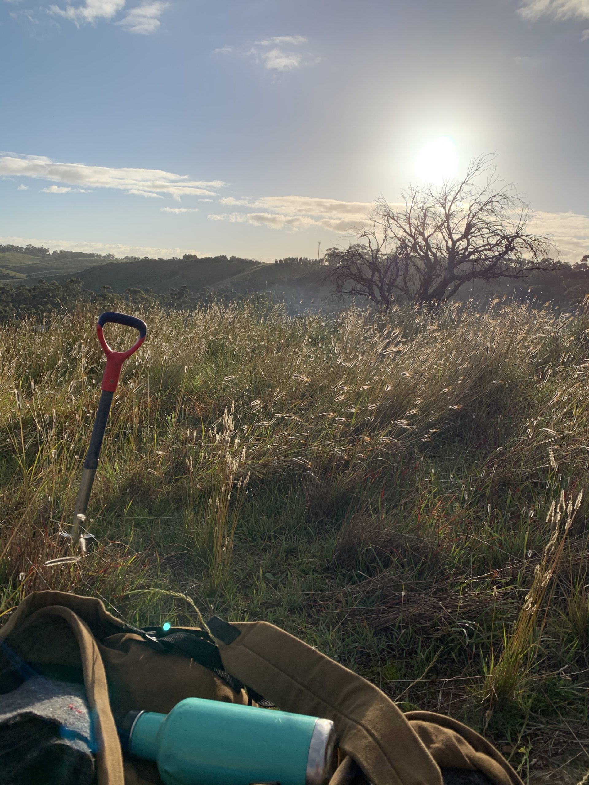 Revegetation Planting - Aus Eco Solutions