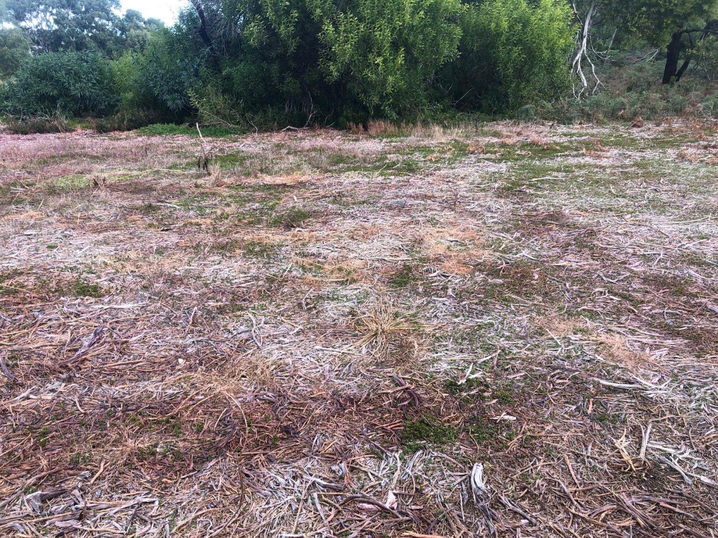 Bellarine Bayside Point Richards Flora and Fauna Reserve - Aus Eco ...