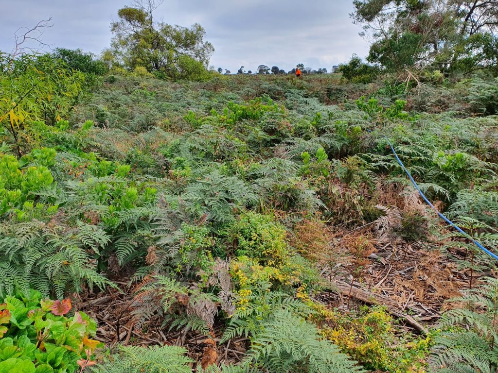 Bellarine Bayside Point Richards Flora and Fauna Reserve - Aus Eco ...