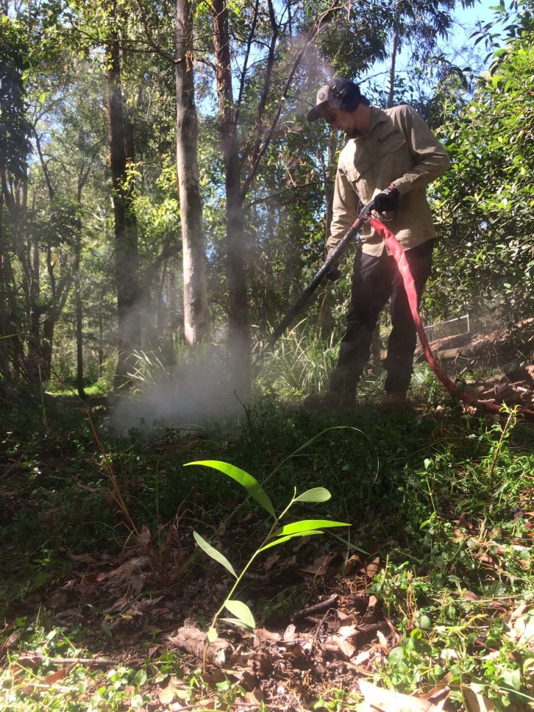Efficacy of steam weed management on Mother of Millions (Bryophyllum ...